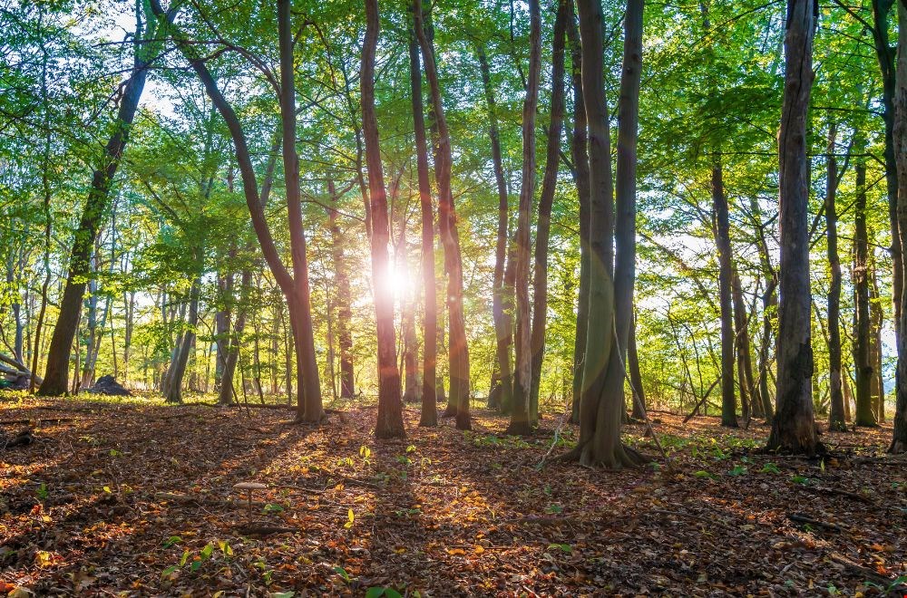 Van gehaast naar geaard: waarom Sapedi jouw redder in drukke tijden is ...